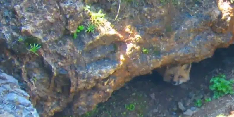 Den With A View: Photographer Captures Cape St. Mary’s Foxes | VOCM