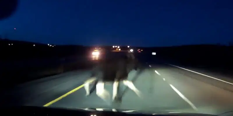 First-Hand View of a Moose-Vehicle Crash Caught on Terrifying Video | VOCM