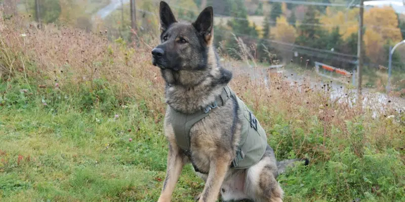 RCMP Dog Retires After Eight Years of Service | VOCM