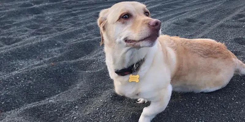 Famous Lab with Dwarfism Raising Thousands for St. John’s SPCA | VOCM