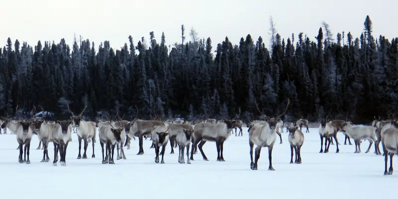 Labrador Inuit Land Claims Beneficiaries Asked to Continue Ban on ...