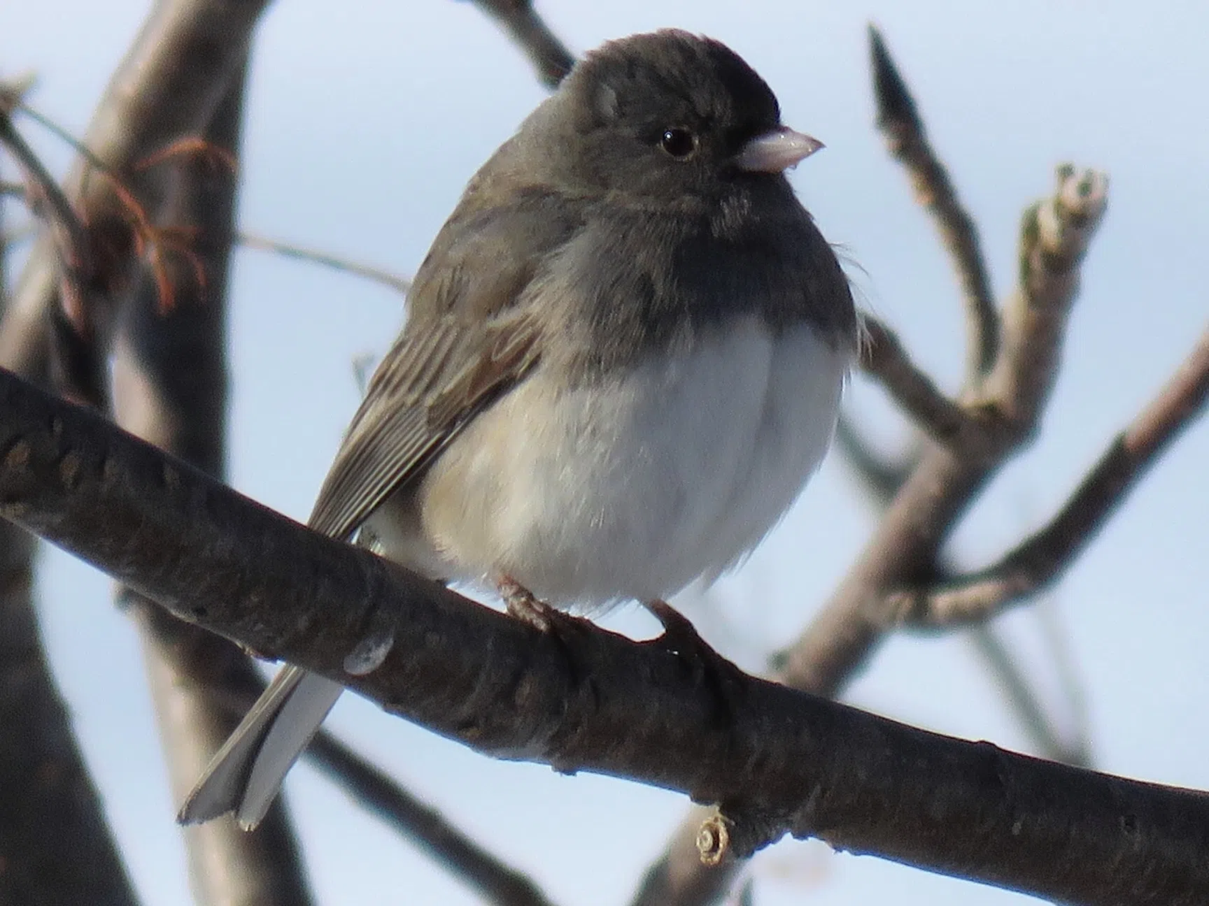 Great Backyard Bird Count Happening Across Canada | VOCM