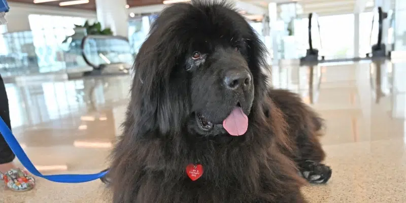 Fitzroy “The Rockstar” Newfoundland Dog of Orlando Airport | VOCM