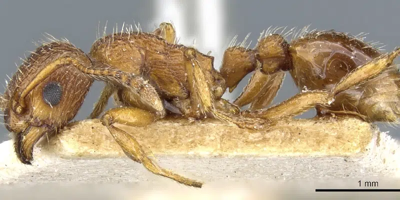 European Fire Ant Populations Found in St. John’s, Conception Bay | VOCM