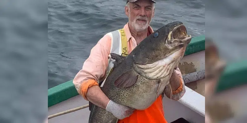 For the Love of Cod! Fisherman Catches 100 Pound Codfish in Green’s ...