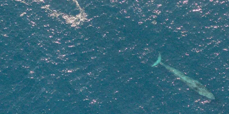 Endangered Blue Whale Spotted Off East Coast | VOCM
