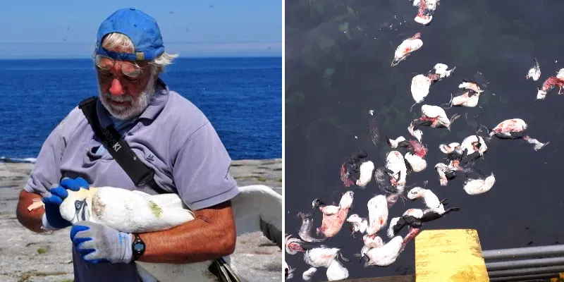 Biologist Decries Excessive Hunting After Discovery of Dozens of Turr ...