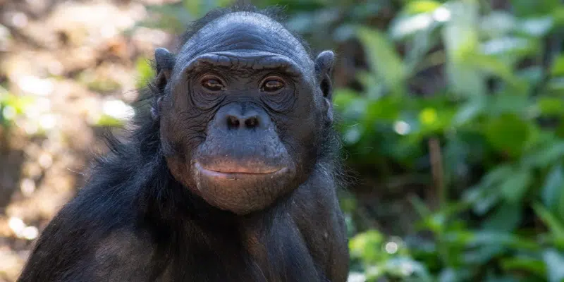 Unga the Bonobo, Made Famous in Come From Away, Dies at 29 | VOCM