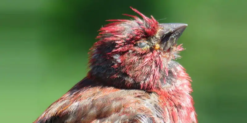 Bird Watchers Reminded to Take Down Feeders to Prevent Spread of ...