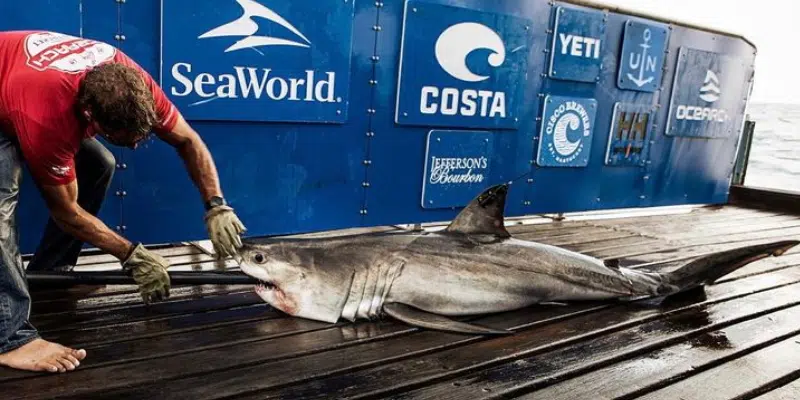Another Great White Shark Tracking Off Coast of Newfoundland | VOCM