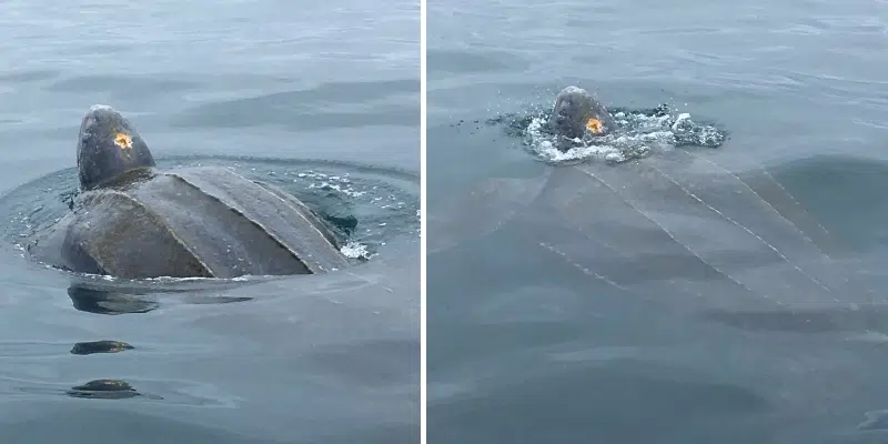 Video Captures Leatherback Turtle Off Province’s Coast | VOCM
