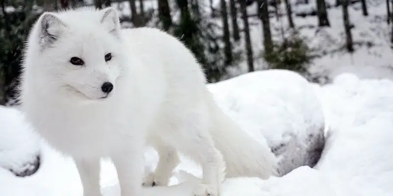 Wildlife Officials Confirm Presence of Rabies in Labrador | VOCM