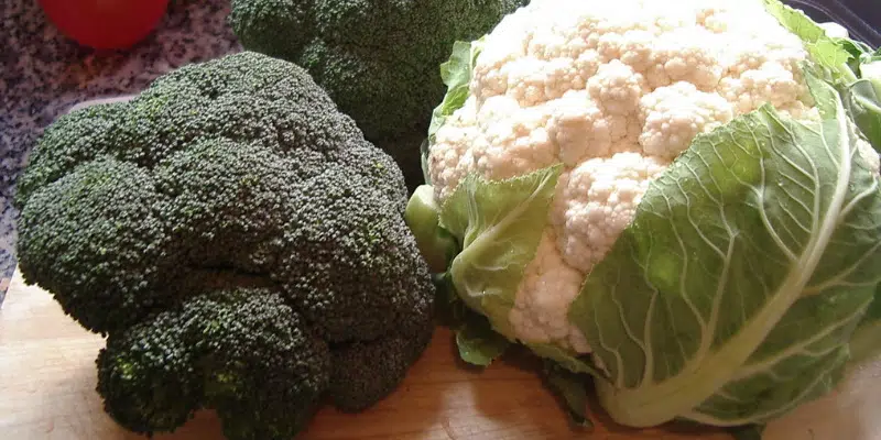 Applications Open for Provincial Vegetable Transplant Program | VOCM