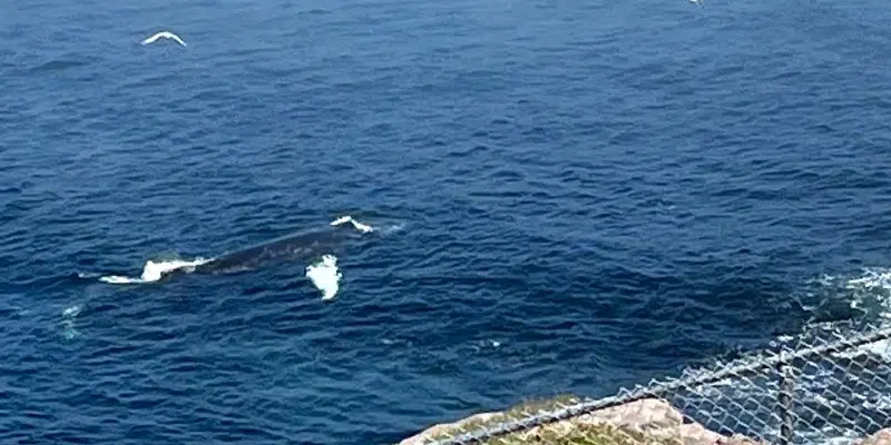 Capelin Drawing Humpback Whales Close to Shore | VOCM