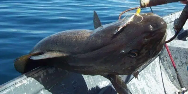 Giant Cod Caught in Trinity Bay Goes Viral | VOCM
