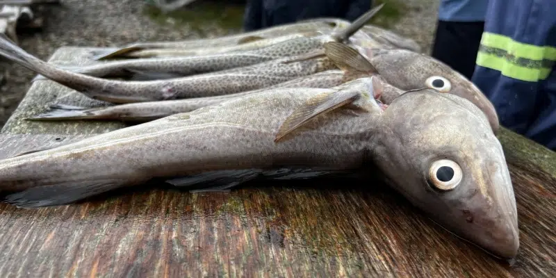 DFO Releases Recreational Food Fishery Dates | VOCM