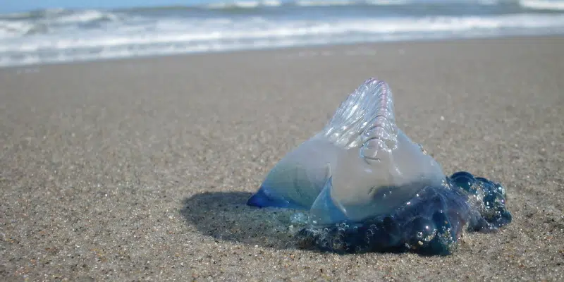 Portuguese Man O’ War, A Marine Creature with Deadly Tentacles, Spotted ...