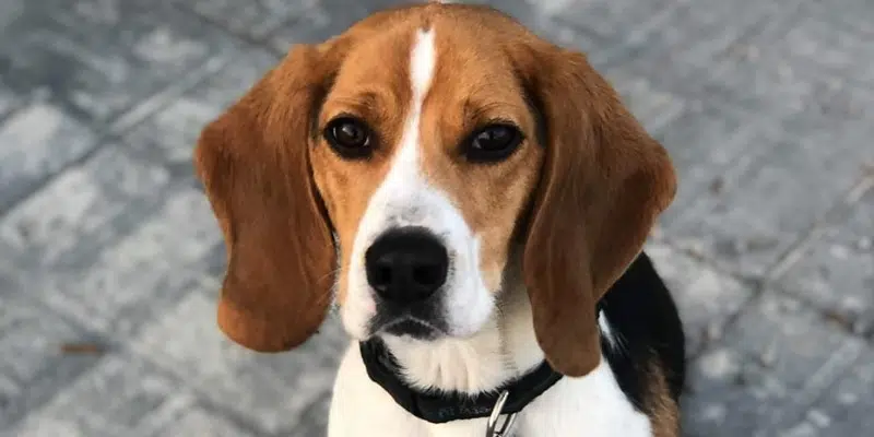 Beagle Paws Shelter Affected by Earl Flooding | VOCM