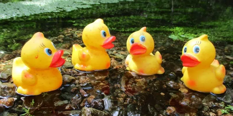 Annual Rennie’s River Duck Race Set to Go Ahead This Month | VOCM