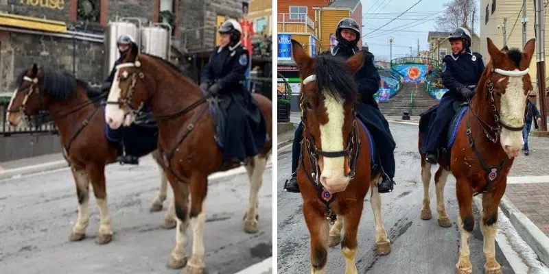 RNC Mounted Unit to Patrol Downtown St. John’s Ahead of Holiday Season ...