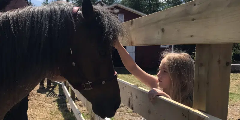 Newfoundland Pony Society Hopes New Park Will Increase Tourism | VOCM