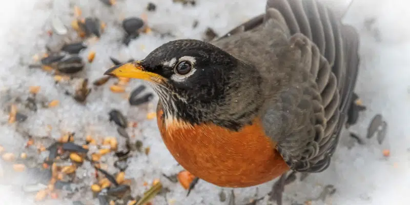 Labrador Man Takes Care of Injured Robin for Three Months | VOCM
