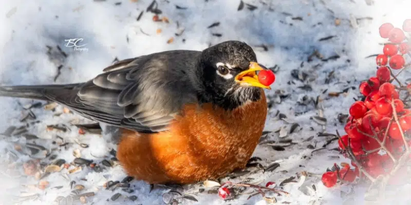 Labrador Man Takes Care of Injured Robin for Three Months | VOCM