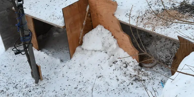 Labrador Man Takes Care of Injured Robin for Three Months | VOCM