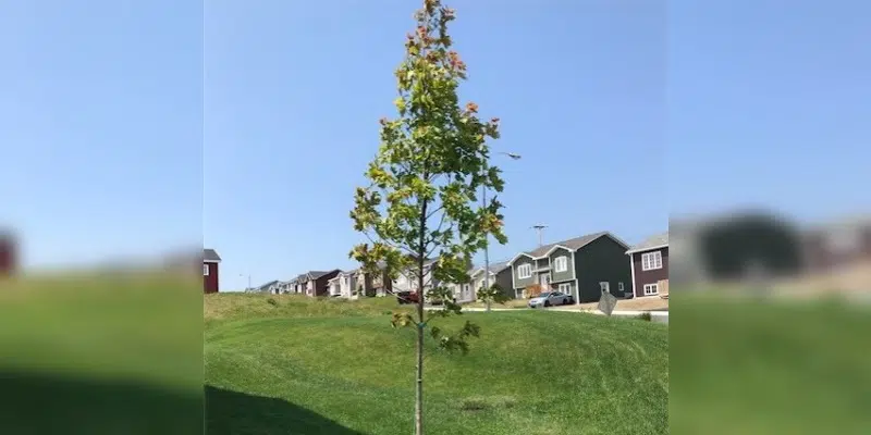 St. John’s Launches Residential Re-Leaf Program | VOCM