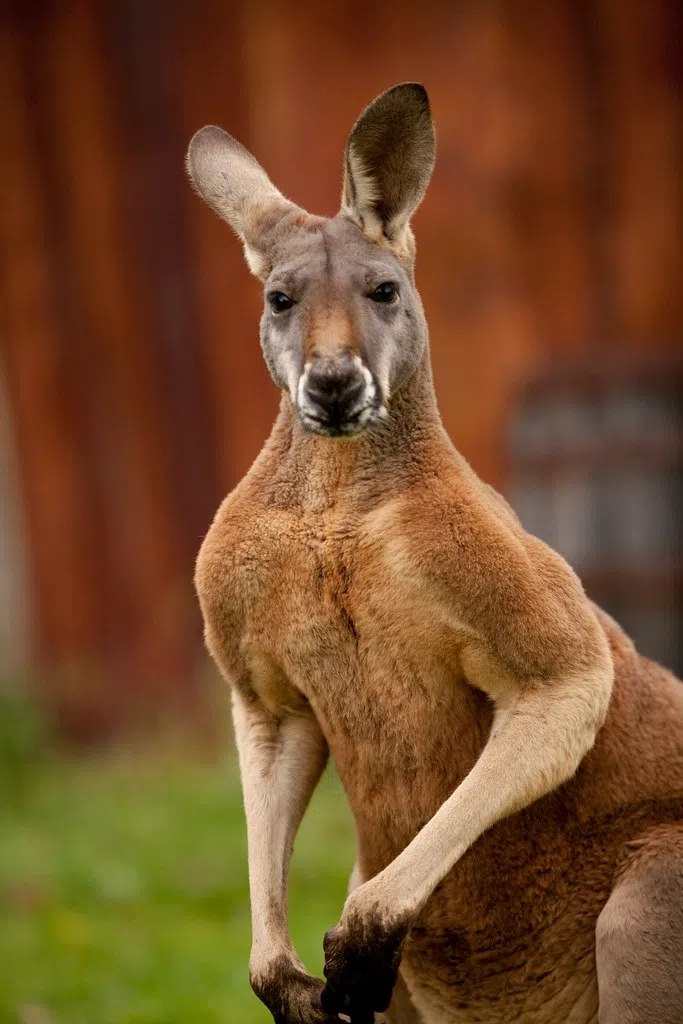 Bathroom stalls at Gloucester High School, Aggressive Kangaroos ...