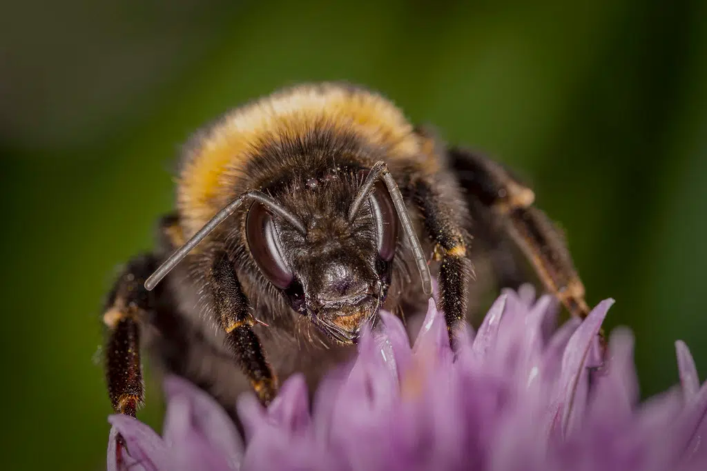 Bees playing with Balls, Lunar Eclipse tomorrow, Fence on fire | LiVE ...