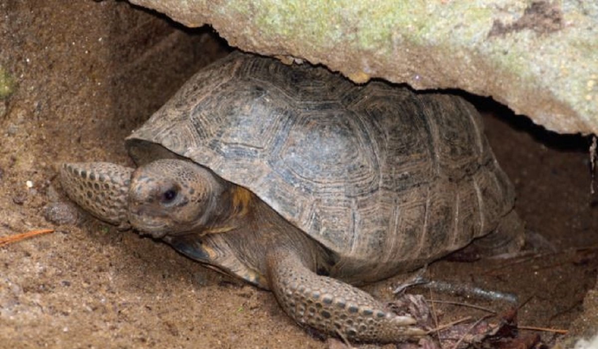 Celebrate Gopher Tortoise Day On Saturday | 103.3 The Vibe